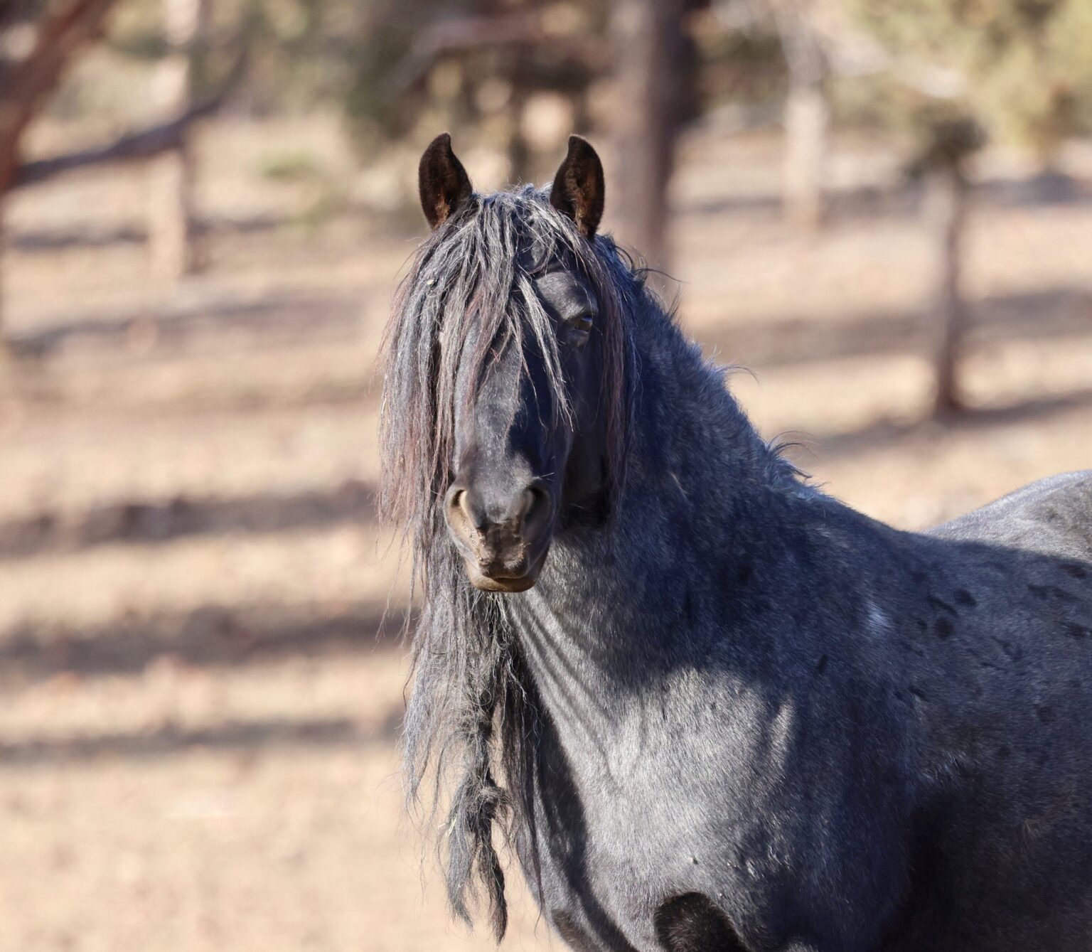 Blue Zeus: A documentary into the World of Wild Mustangs - Dolby Atmos ...